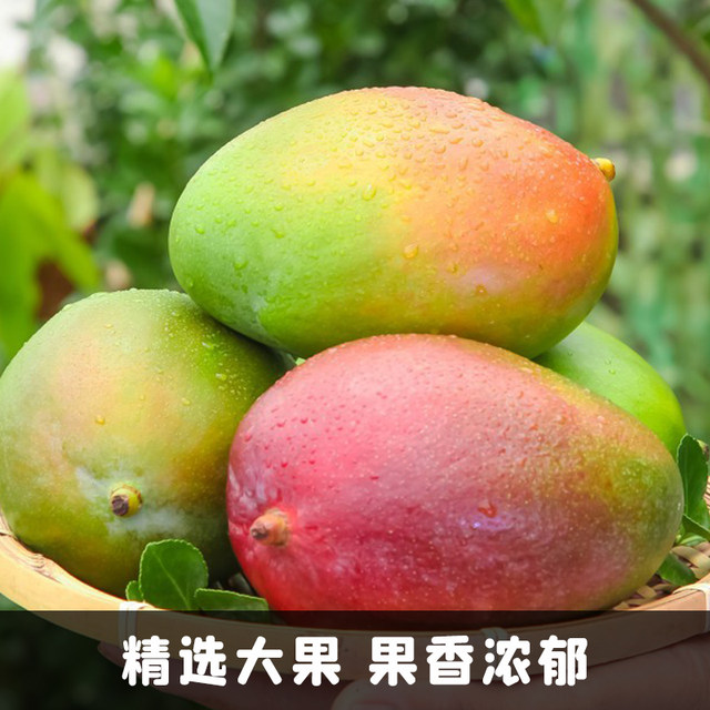 Premium Kate Mango Sichuan Panzhihua freshly picked large fruits sweet ...