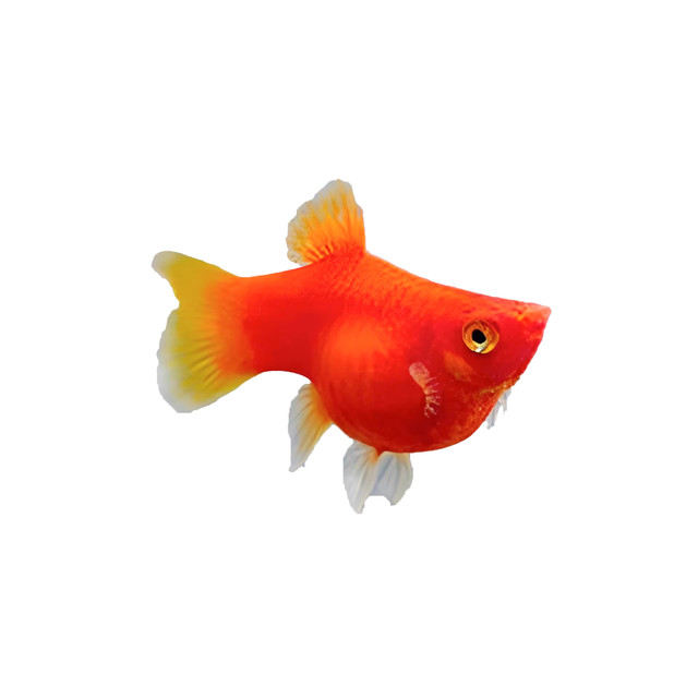 Four-color Mary ball cow Mary ball skin ball fish fetal raw fish direct ...