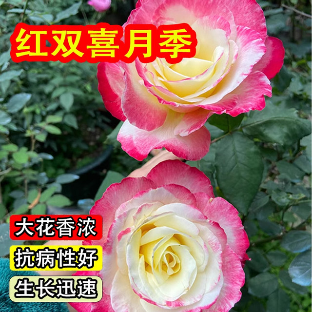 Red Double Happiness Extra Large Rose Four Seasons Pot Plant Extra ...