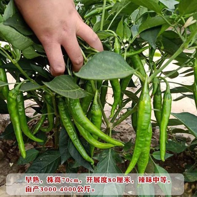 Hunan local pepper seeds are high-yielding and early-maturing, and can ...