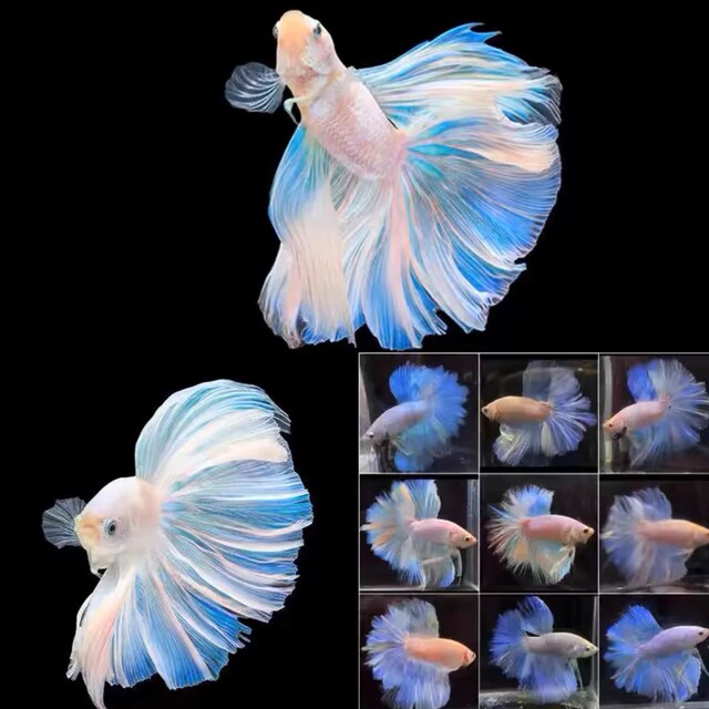 Mantail yarn Thai beef fish ornamental fry small pets easy to maintain ...