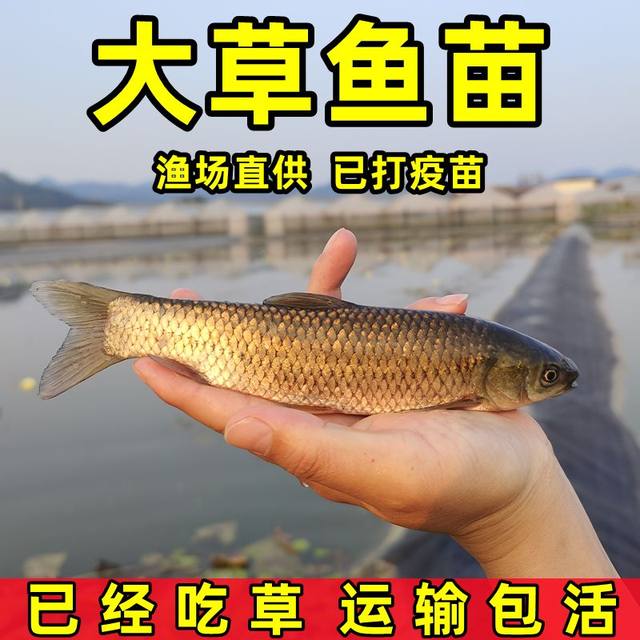 Grass fish fry extra large specifications half Jin [Jin is equal to 0.5 ...