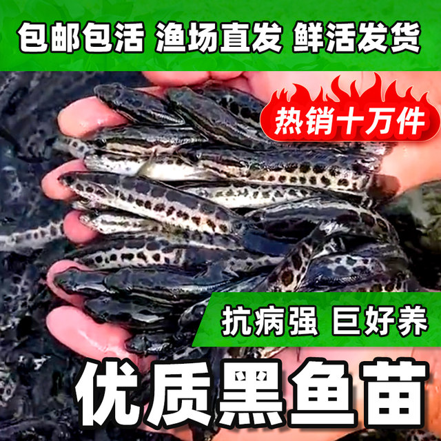 Black fish fry live freshwater aquaculture of mullet fry raw fish fry ...