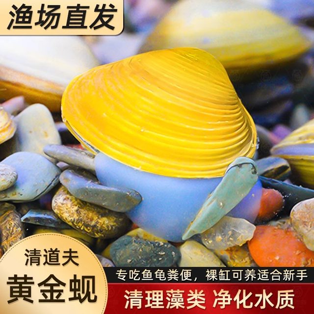 Golden clams specialize in fish poop and water purification river clams ...