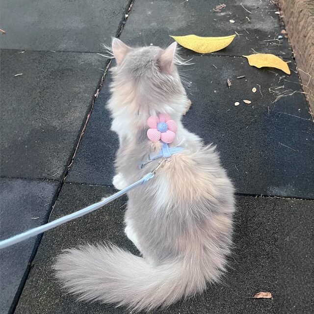 Cat traction rope small flower I-shaped walking rope adjustable to ...