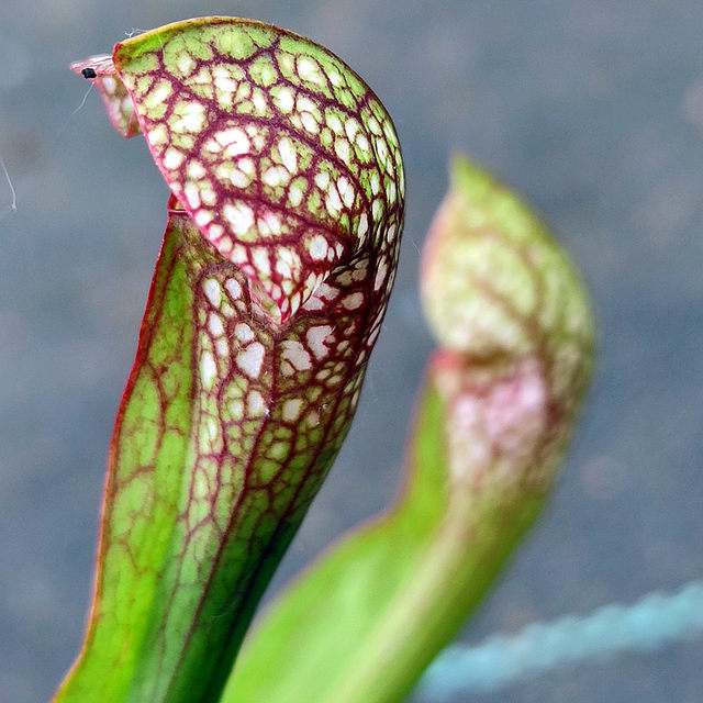 Sarracenia Encyclopedia Conch White Carnivorous Plant Plant Piranha ...
