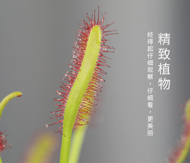 Cape sundew mosquito catching small flying insect master red and white ...