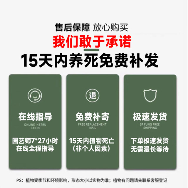 Bayang Lai Cai Xiaotu Duck Foot Wood Four Seasons Changqing Desktop ...