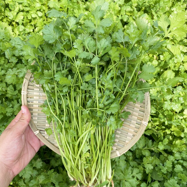 Farmhouse small-leaf coriander seed seedlings spring, summer, autumn ...