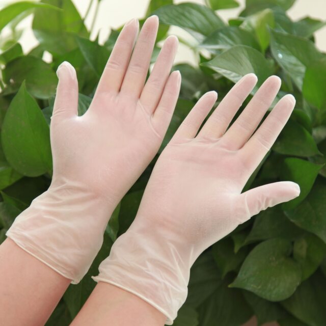 100 only one -time PVC transparent glove Laubu diced oliteic latex ...