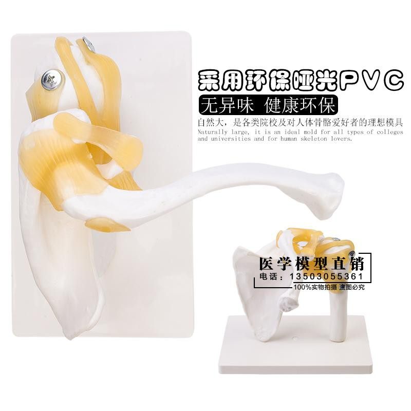 Large Shoulder Joint Model with Ligaments and Scapula - Orthopedic ...