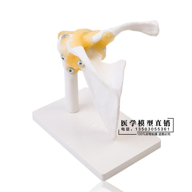 Large Shoulder Joint Model with Ligaments and Scapula - Orthopedic ...