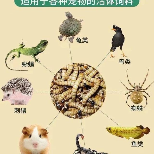 Barley worms, live worms, mealworms, large mealworms, golden arowana ...