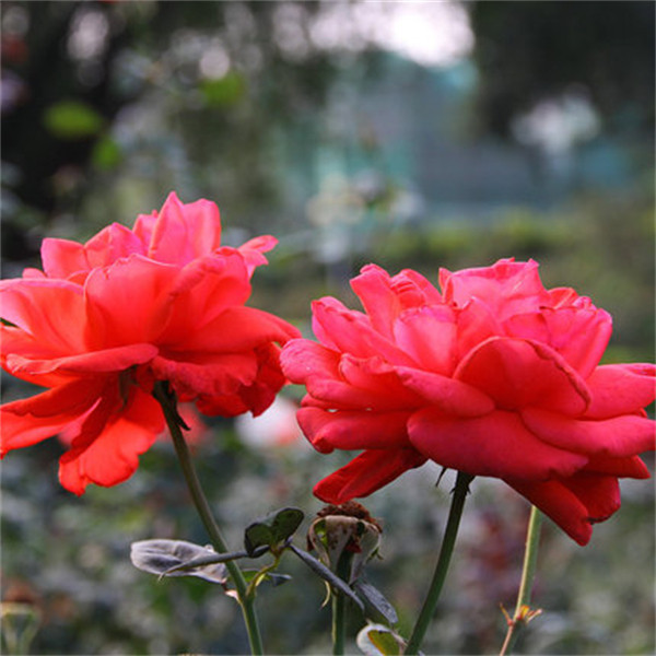 Crimson Fan Dahua Moon Cuttings Flower Flower Fragrant Fragrant Flowers ...