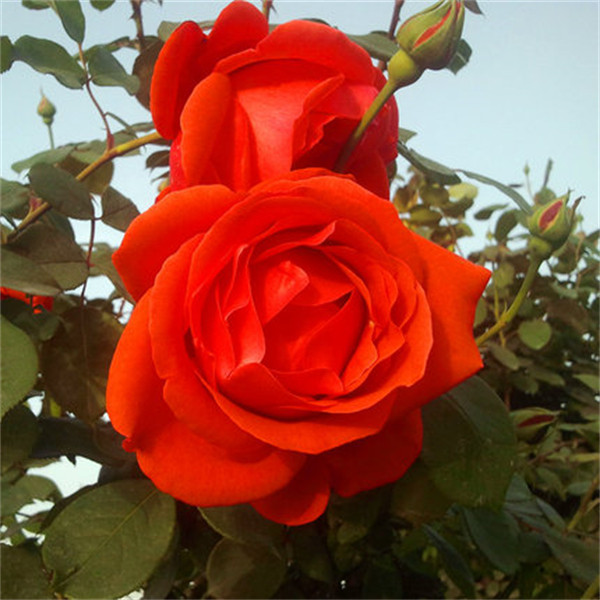 Crimson Fan Dahua Moon Cuttings Flower Flower Fragrant Fragrant Flowers ...