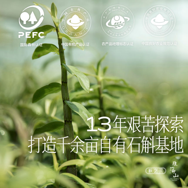Yandangshan Dendrobium officinale Maple Dot Edible Medicinal Granule ...