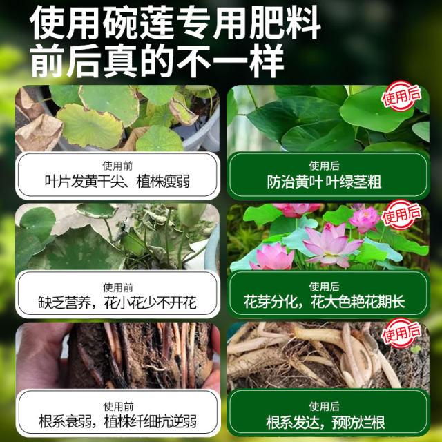 Special fertilizer for bowl lotus fertilizer water lily nutrient ...
