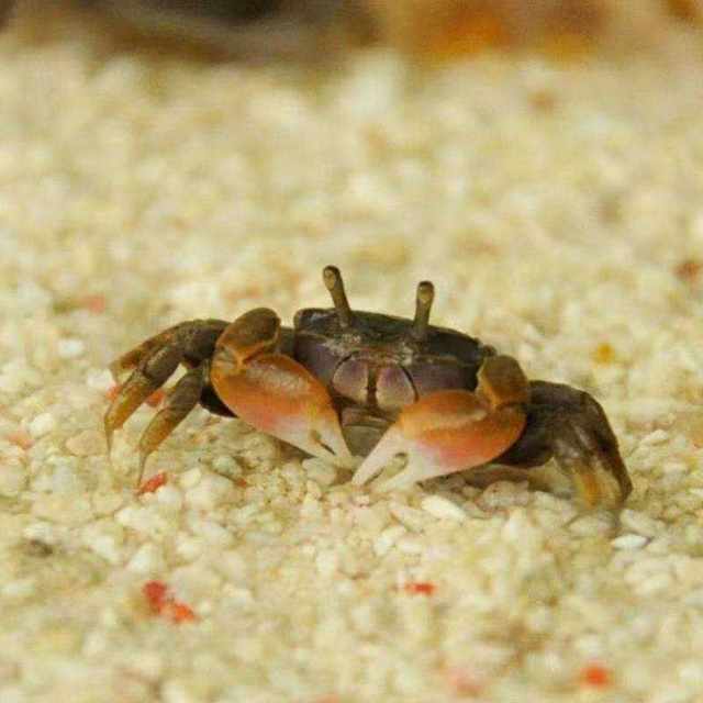 Chili crab mini deep water crab micro landscape ornamental crab devil ...