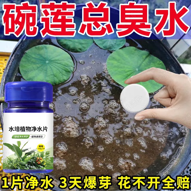Lotus lotus water purification tablets for germination, water lily ...