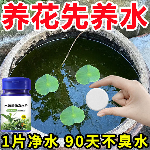 Lotus lotus water purification tablets for germination, water lily ...
