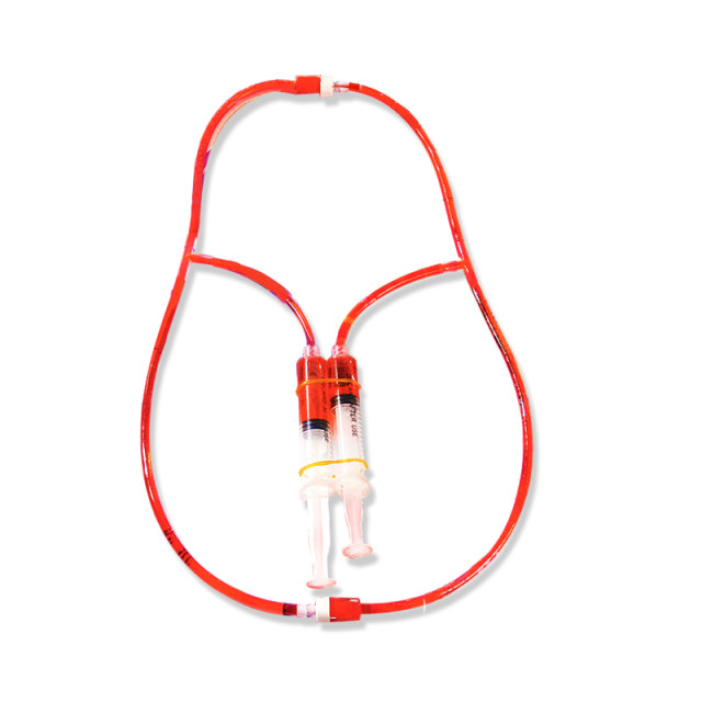 DIY human blood circulation primary school students science experiment ...