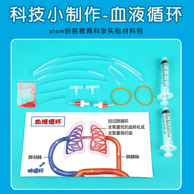 DIY human blood circulation primary school students science experiment ...