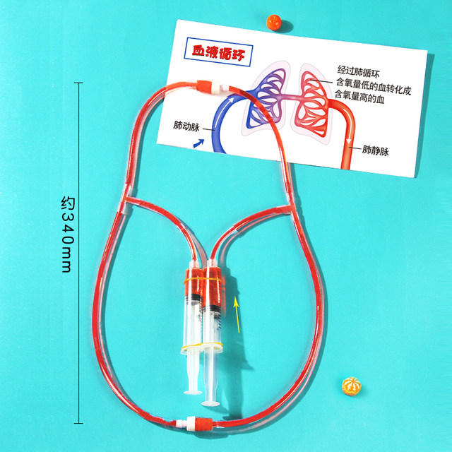 DIY human blood circulation primary school students science experiment ...