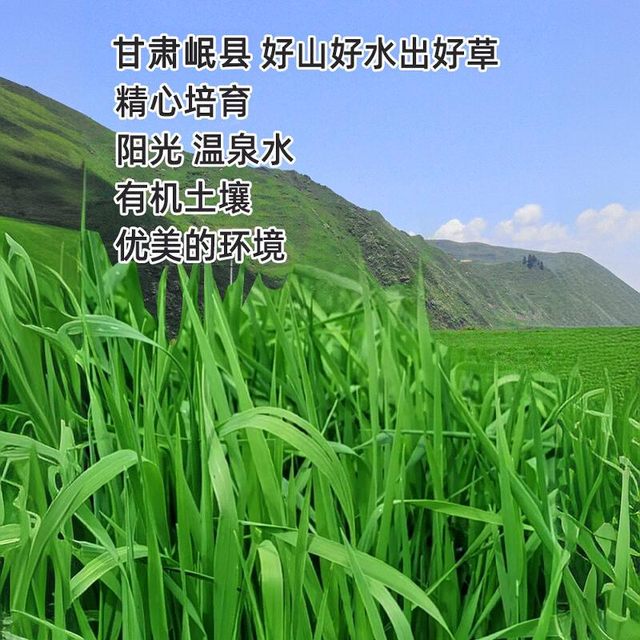 Dried Timothy Grass Rabbit Feed North Titus Rabbit Food Dutch Pig Food ...