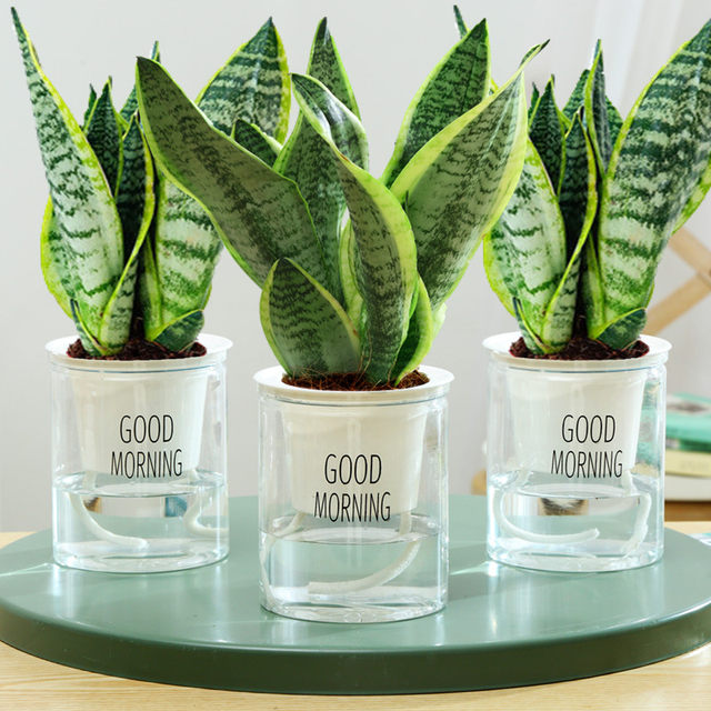 Phnom Penh Tiger Pilan potted flowers, fleshy hydroponic plant green ...