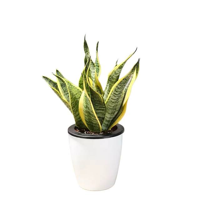 Phnom Penh Tiger Pilan potted flowers, fleshy hydroponic plant green ...