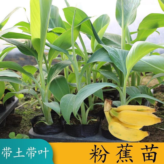 Dwarf banana, pink banana, millet banana, apple banana, red banana ...