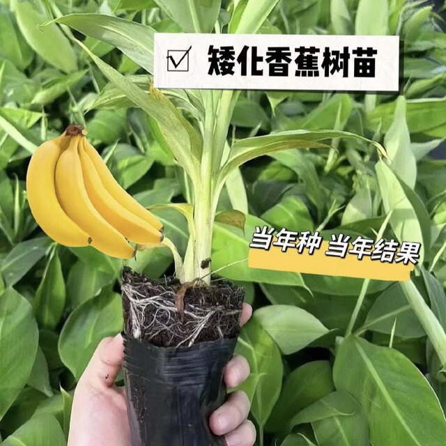 Dwarf banana, pink banana, millet banana, apple banana, red banana ...