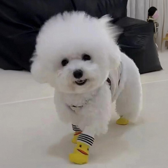 Dog socks, non-slip cats, do not lose their feet, Bichon Bear, Teddy ...