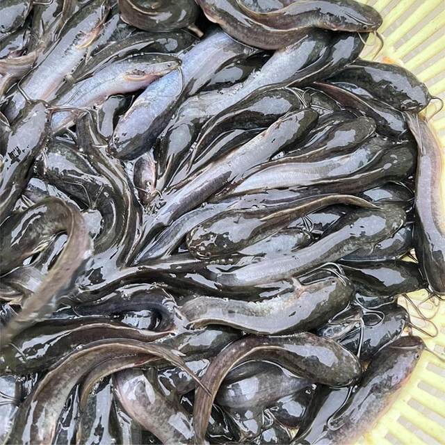 Bahu local large mouth freshwater Egyptian pond catfish fry pond angle ...