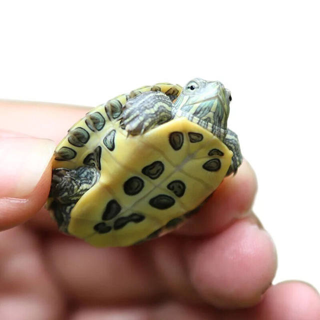 Brazilian small turtle living pet turtle Brazilian turtle water turtle ...