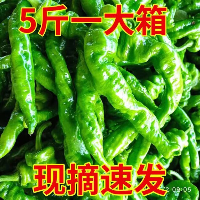 Screw peppers, freshly picked, medium spicy green peppers, Shandong ...