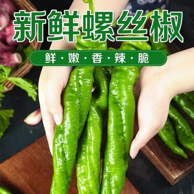 Screw peppers, freshly picked, medium spicy green peppers, Shandong ...