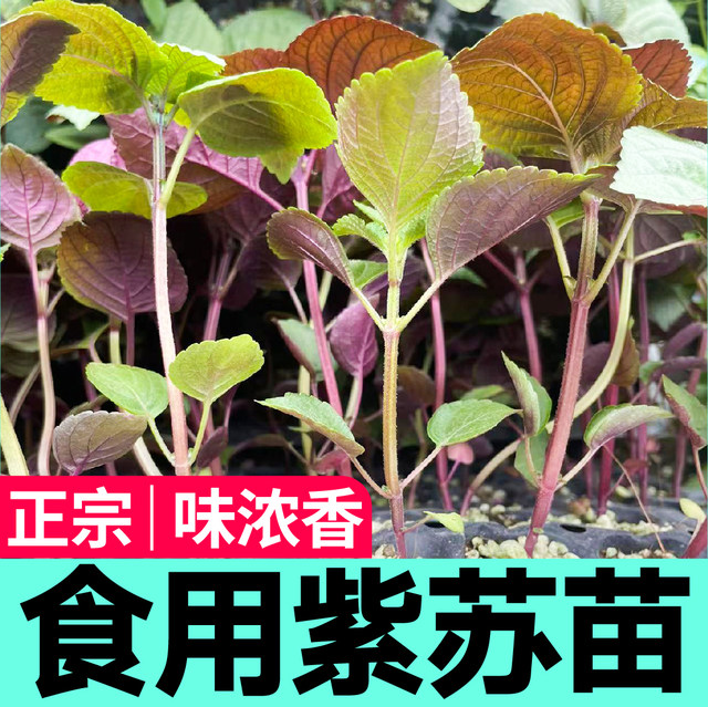 Shouguang authentic two-color perilla seedlings with strong flavor and ...