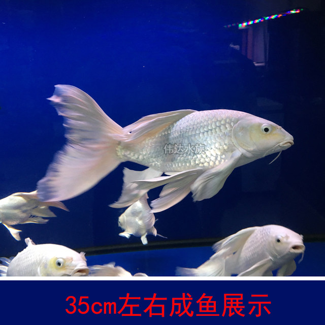 Taiwan butterfly carp gypsum white cold water fry purebred big fin big ...