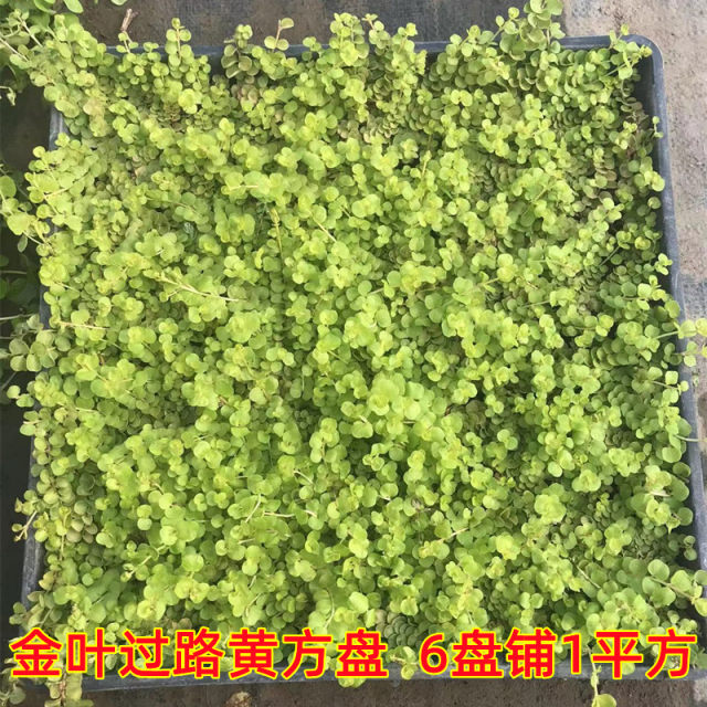 Villa courtyard turf golden leaf bucolic seedlings Chinese Cialis ...