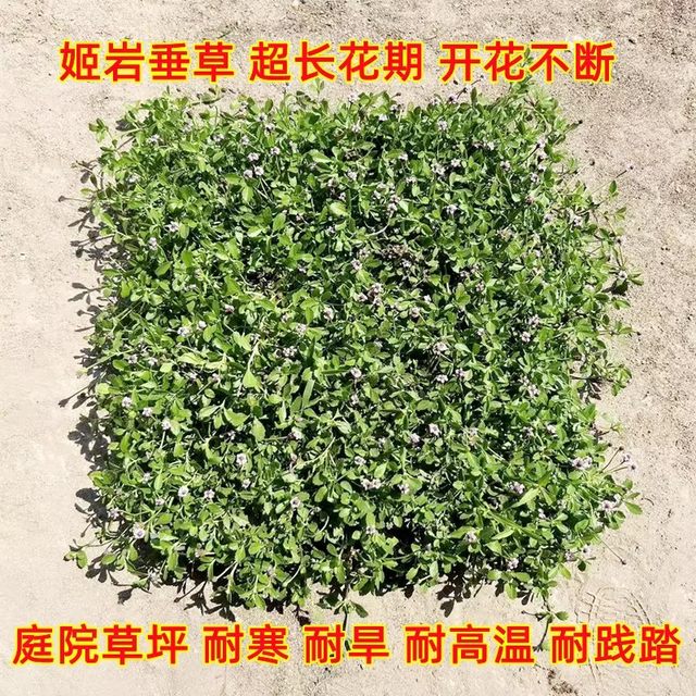 Villa courtyard turf golden leaf bucolic seedlings Chinese Cialis ...