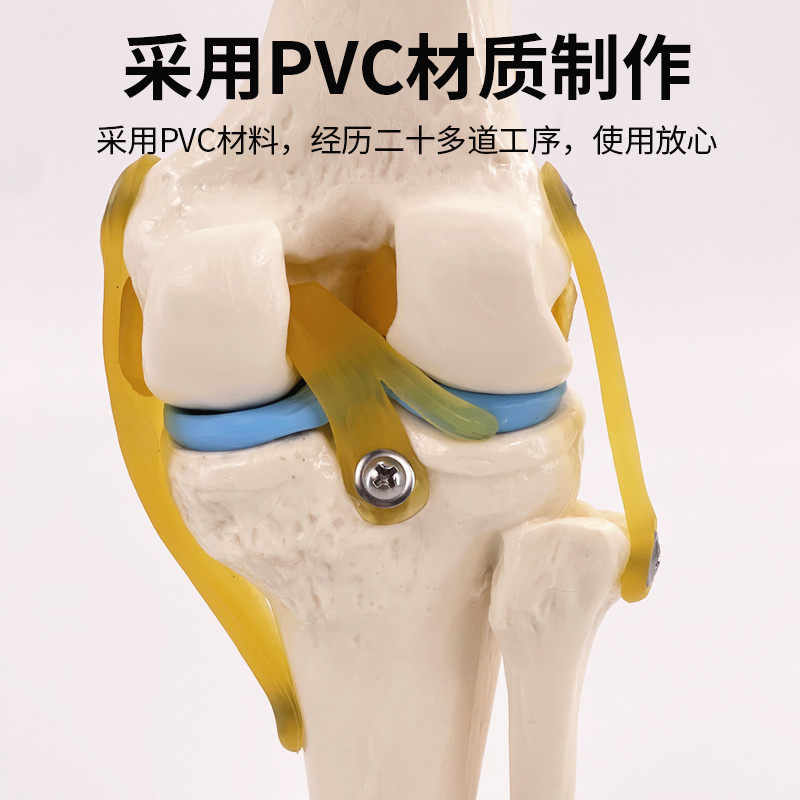 Human Knee Joint Function Model - Bone Joint Model, Kneecap Patella Model