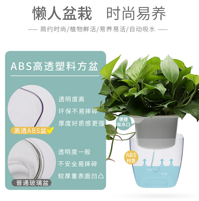 Green Luo Chang Tengxiantan Office Small Potted Potted Green Flower ...
