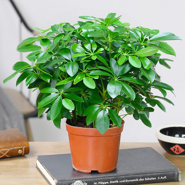 Bafang Laicai duck foot wooden pot plant office green plant seven-leaf ...