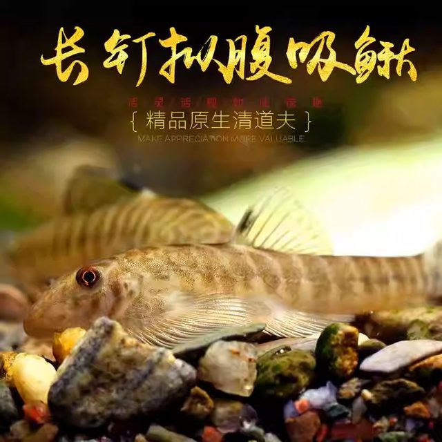 Cold water scavenger fish Guizhou rock climbing loach double sucker ...
