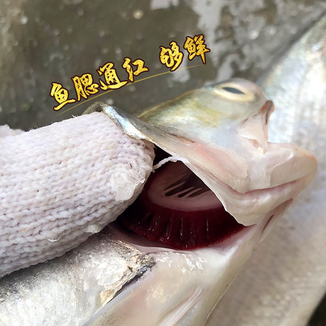 Mayou fish, bamboo shoots, fresh sea-caught fish, frozen Chaoshan ...