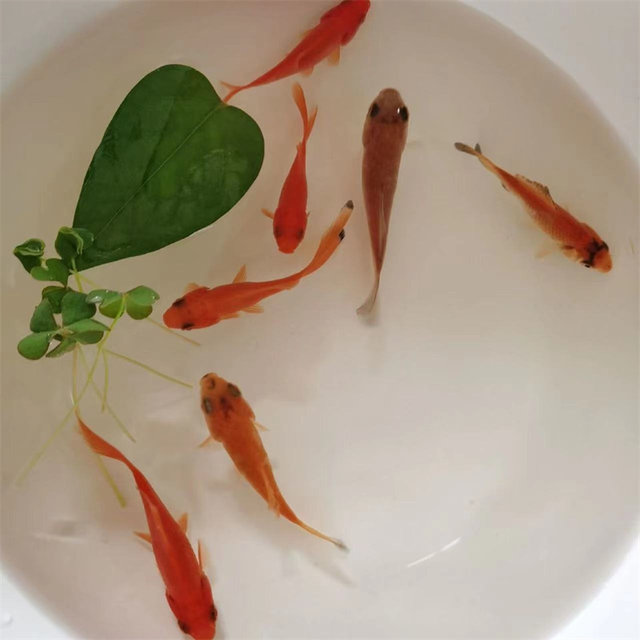 Grass Goldfish Fry Koi Small Fish Live Ornamental Fish Live Fresh Water ...
