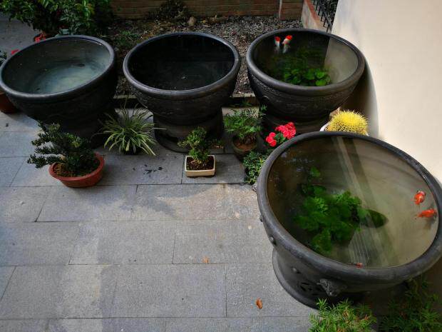 Tile tank fish raising old Beijing fish basin super large ceramic fish ...