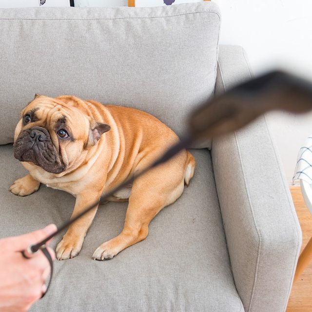 Dog training whip, special dog training whip, love pat, pet toilet whip ...