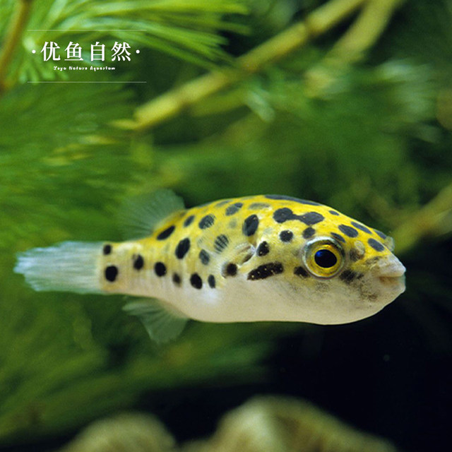 Chocolate doll ornamental fish submarine freshwater ornamental fish ...